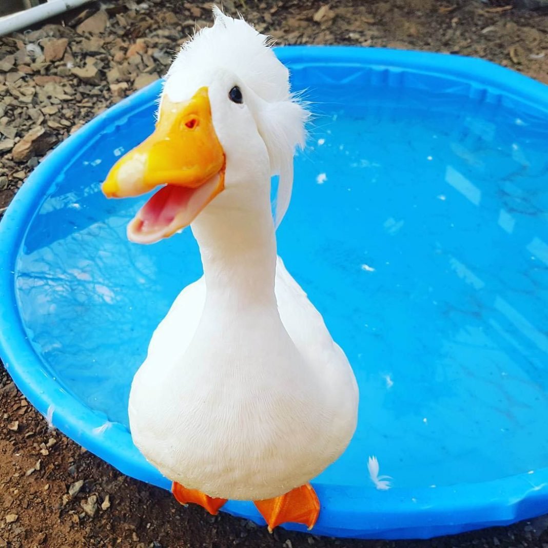 Estos patos con particular apariencia parece que llevaran pelucas