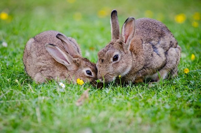 Conejos bebés toman siesta en la forma más dulce al ser rescatados