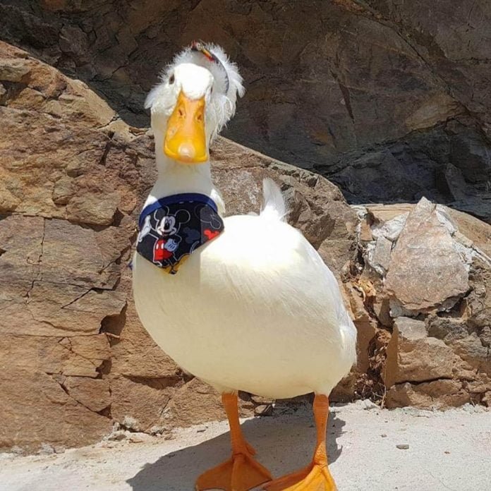 Estos patos con particular apariencia parece que llevaran pelucas