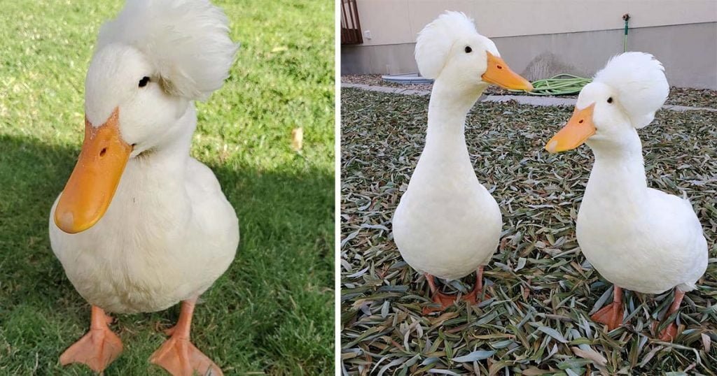 Estos patos con particular apariencia parece que llevaran pelucas