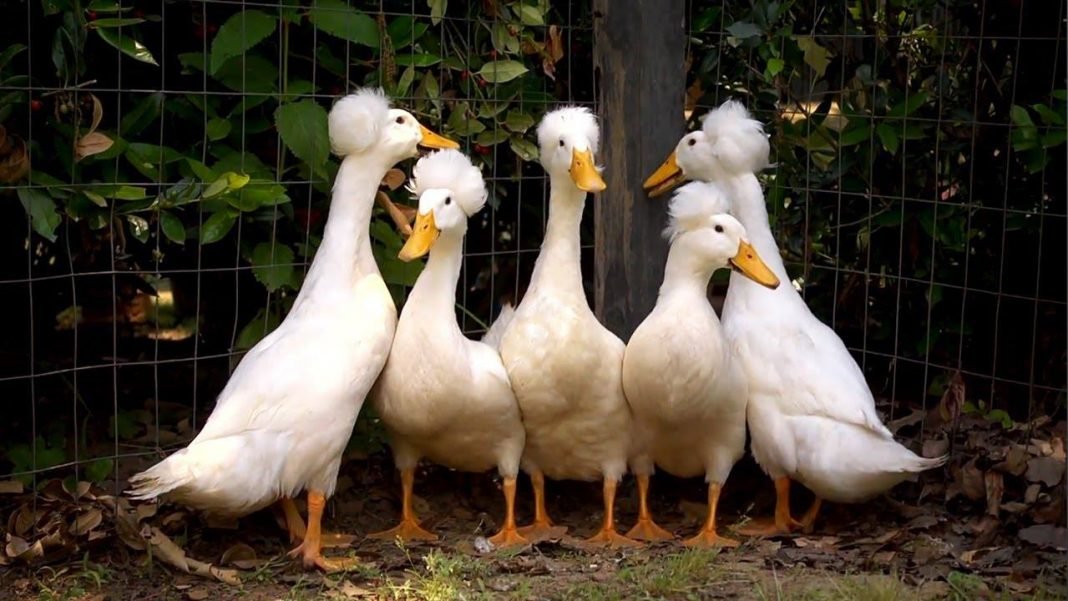 Estos patos con particular apariencia parece que llevaran pelucas