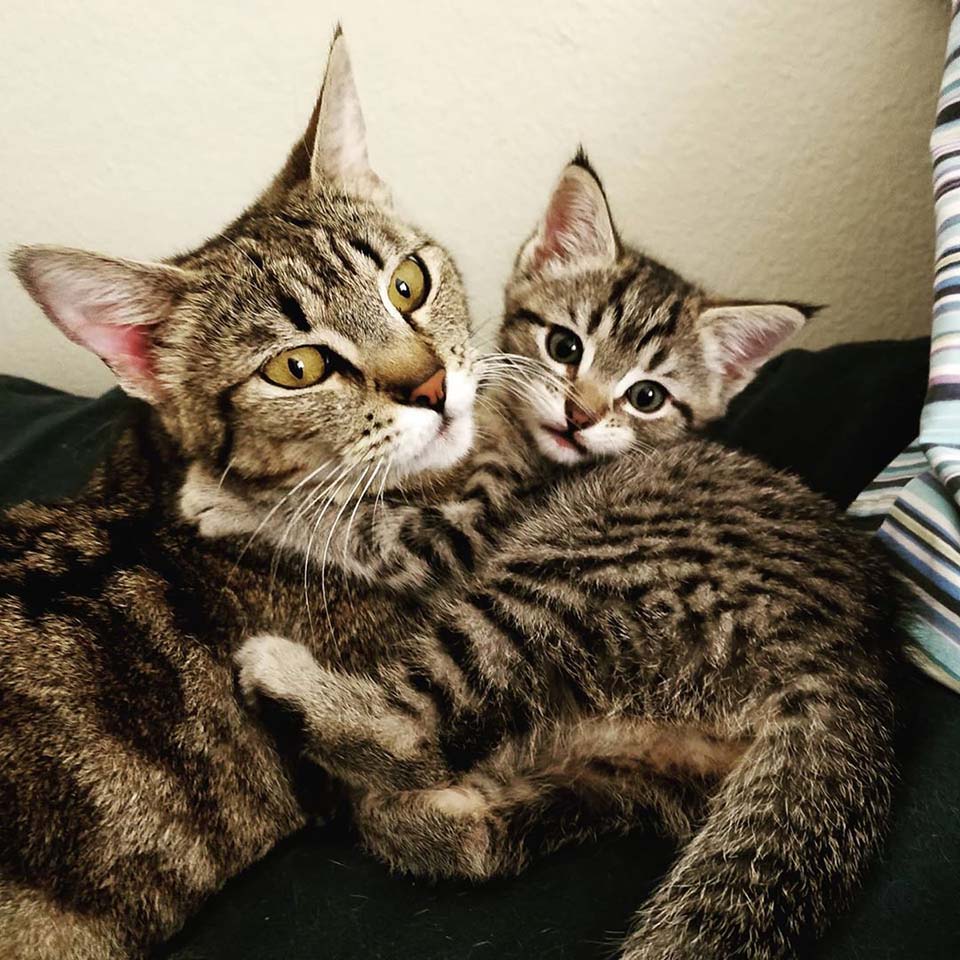 Gata feliz de encontrar un lugar seguro para su único gatito