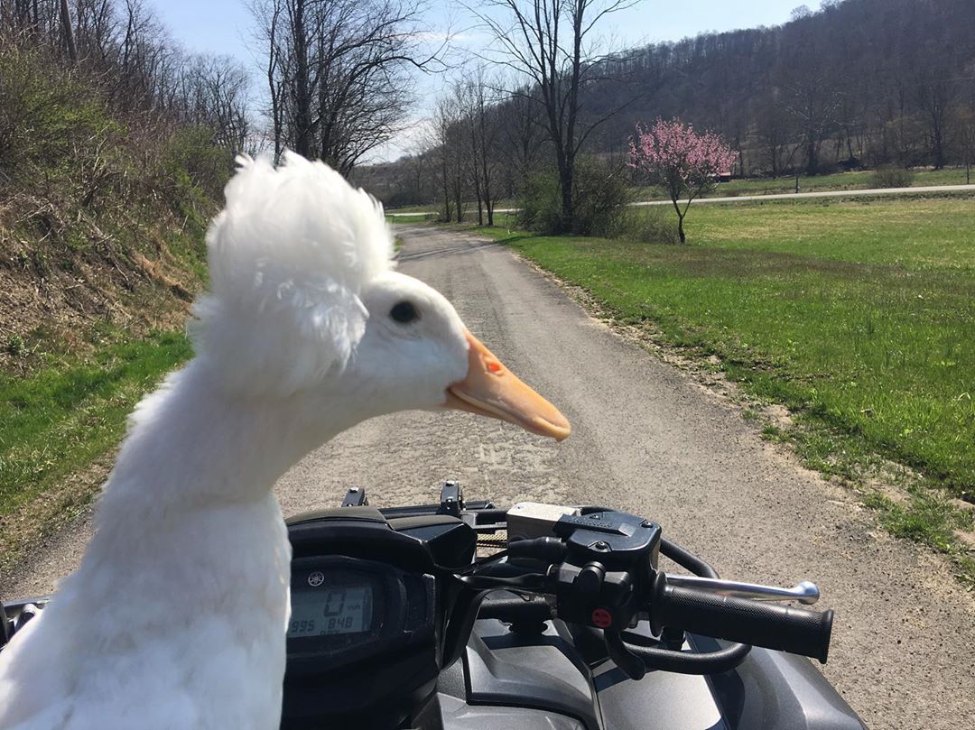 Estos patos con particular apariencia parece que llevaran pelucas
