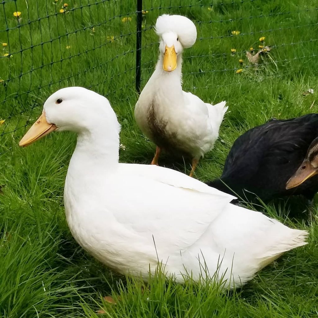 Estos patos con particular apariencia parece que llevaran pelucas