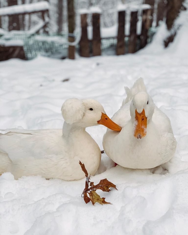 Estos patos con particular apariencia parece que llevaran pelucas