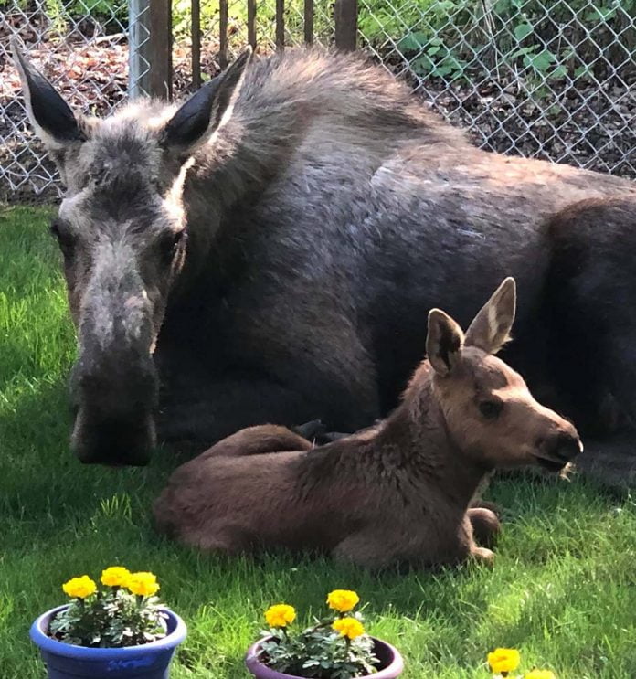 Alce y sus bebés pasan el día en el patio de una familia