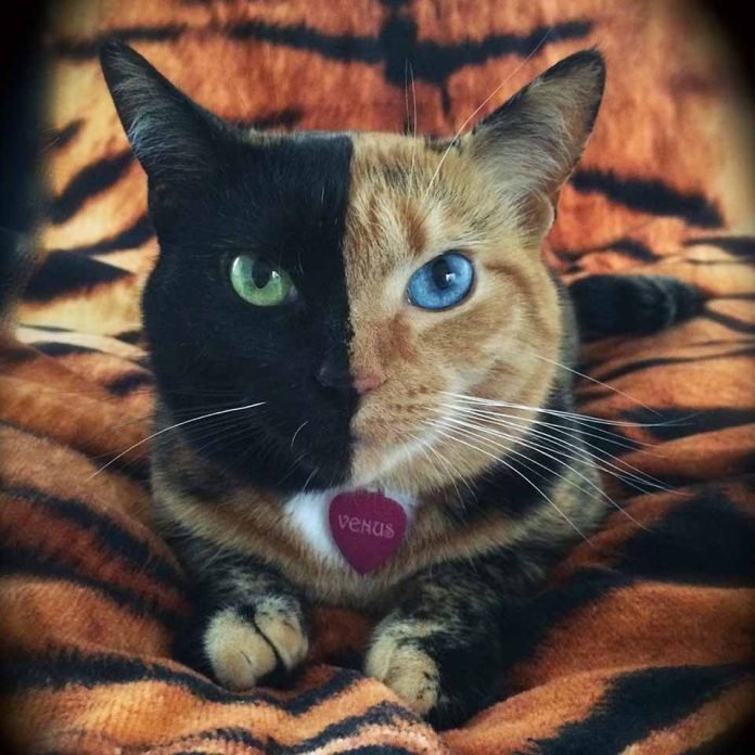 Venus la hermosa gata de dos caras que es sensacion en Internet