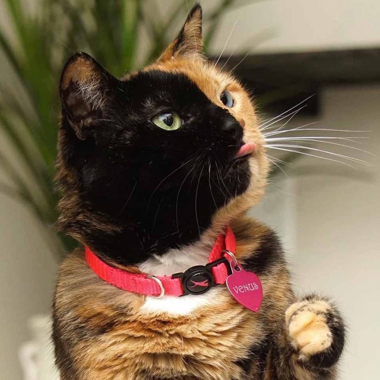 Venus la hermosa gata de dos caras que es sensacion en Internet