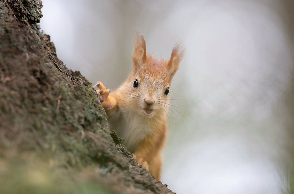 Fotógrafa captura sonidos de una ardilla bebé comiendo