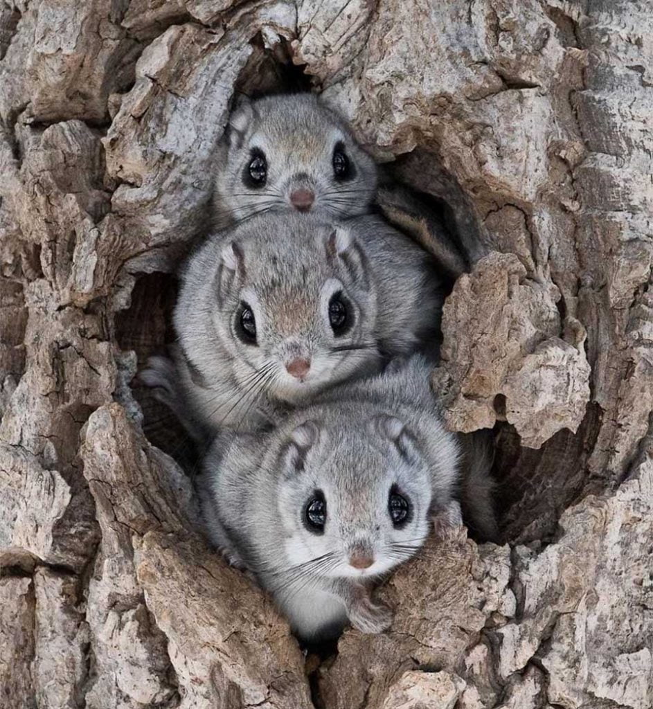 Estas ardillas voladoras son las más esponjosas y adorables