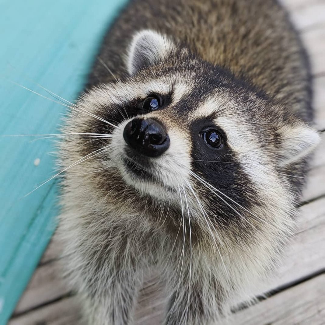 Mapache regresa visitar a la mujer que lo salvó hace 3 años