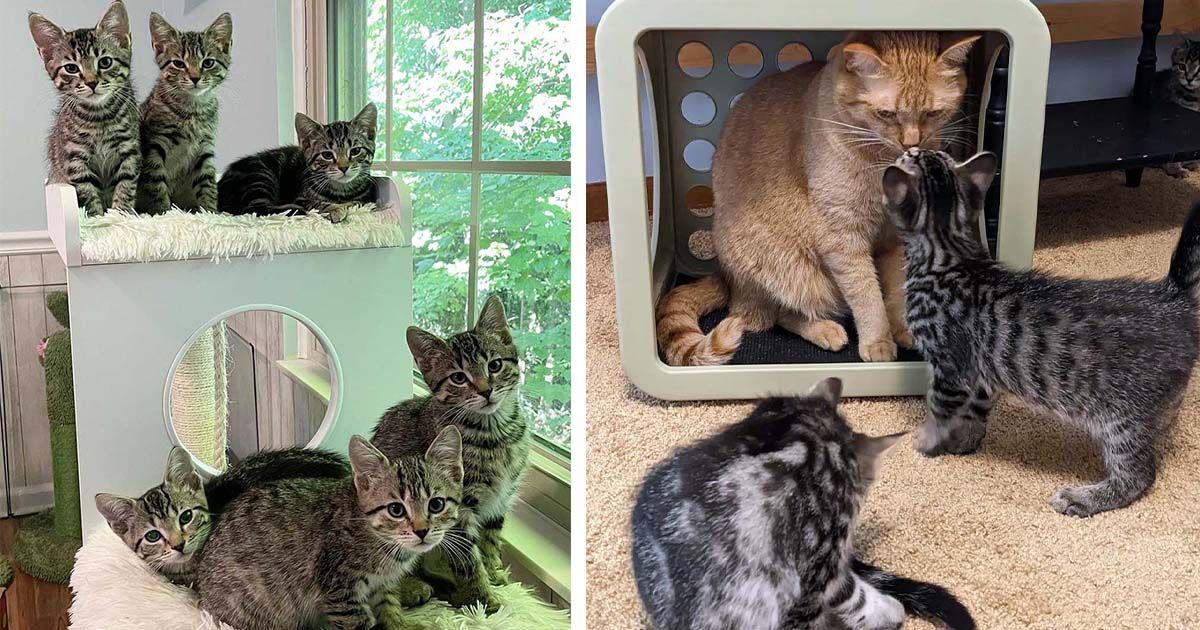 Gato Encuentra Un Grupo De Gatitos Que Lo Siguen